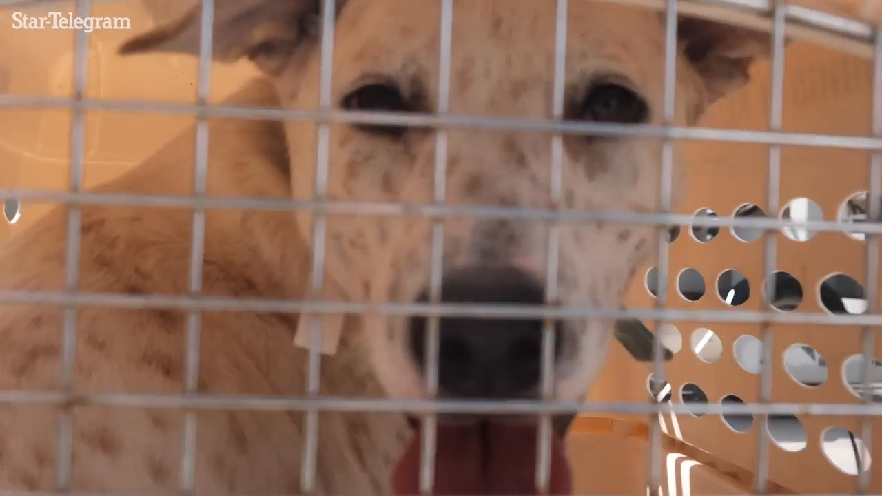 Humane Society of North Texas rescues 46 homeless dogs | Fort Worth ...