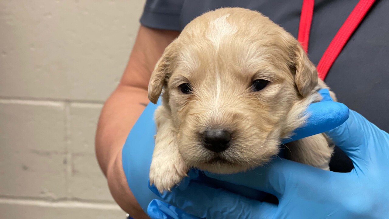 Video of 166 dogs rescued from Pickens 'puppy mill' | The State