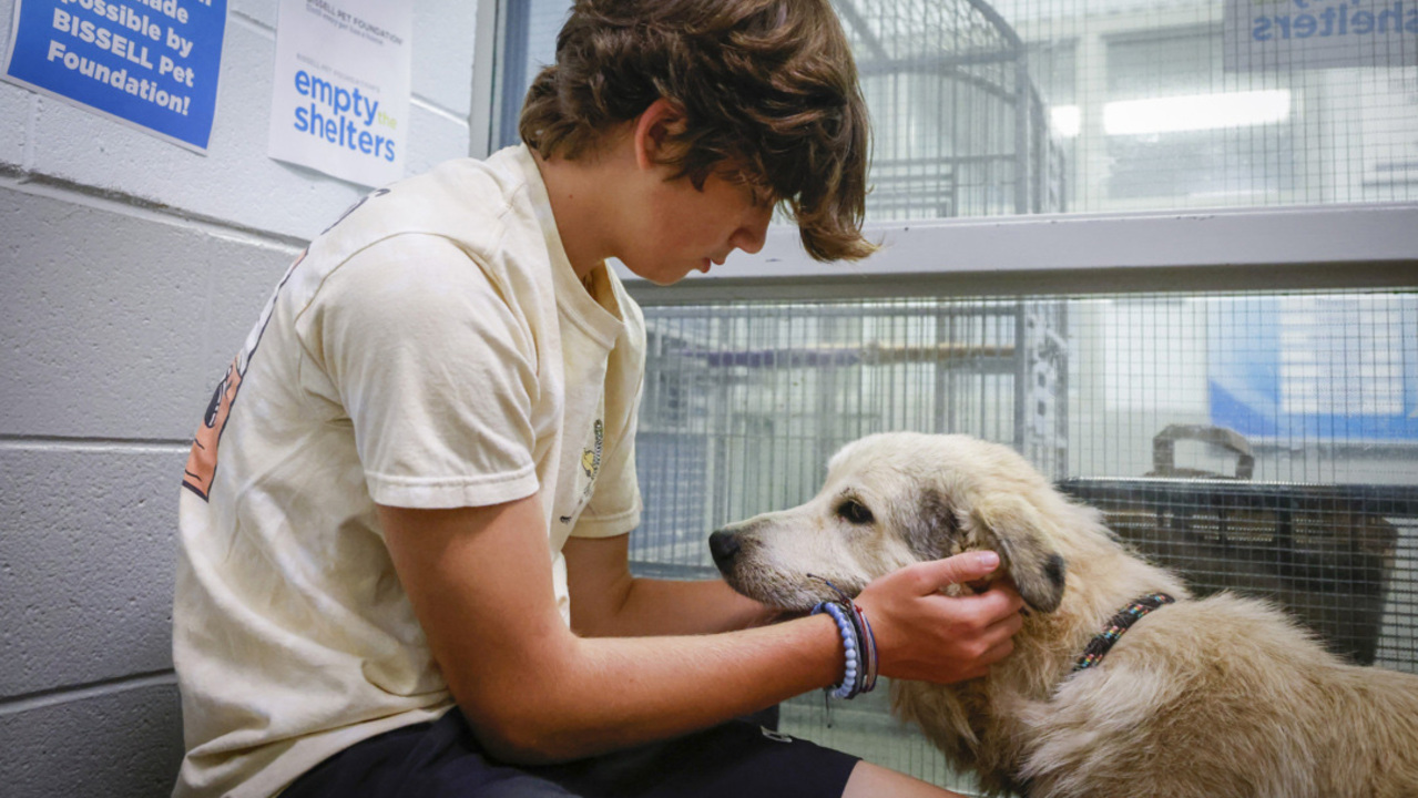 CMPD Animal Care & Control overcrowding | Charlotte Observer