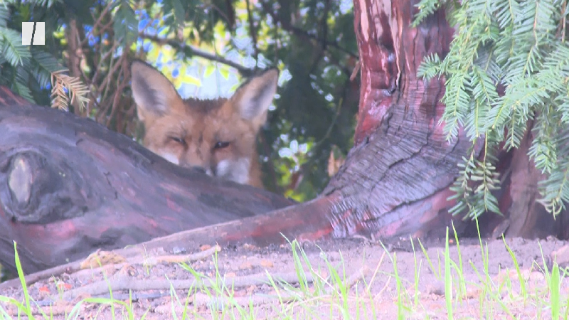 Watch A Honey Badger Fight 3 Leopards In 'Unbelievable Battle' For ...