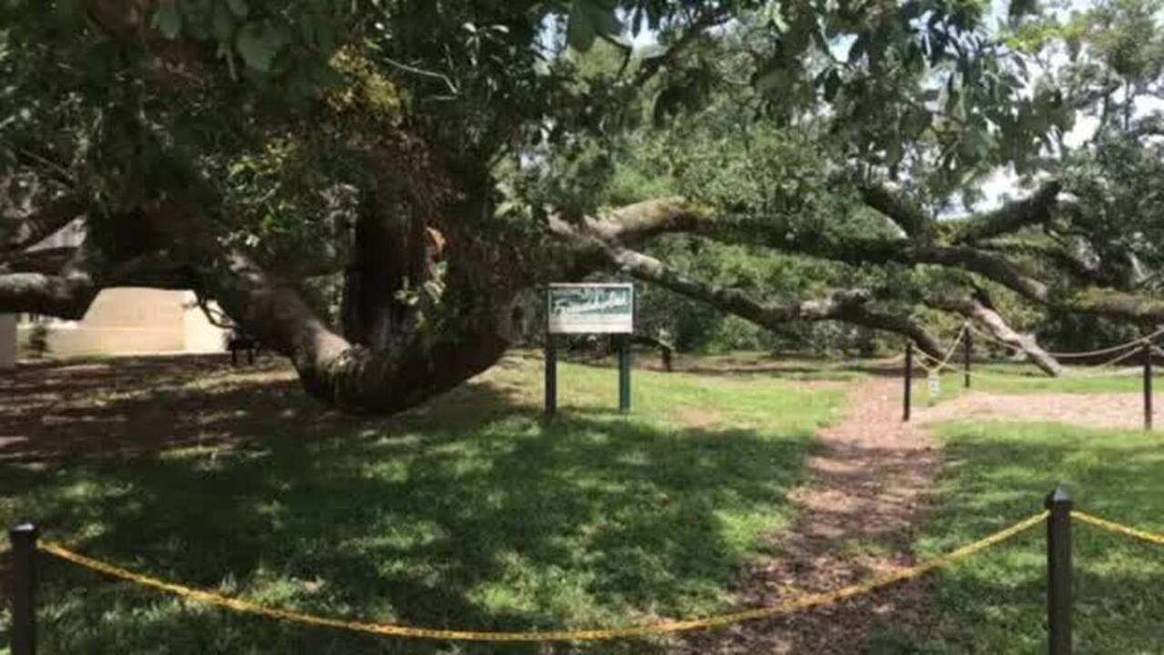 'This tree means everything.' | Hilton Head Island Packet