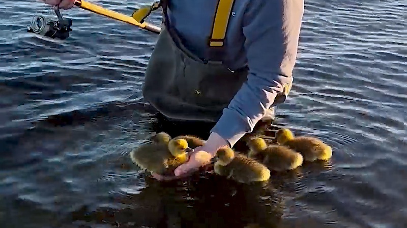 Goslings gather around fisherman in Sweden | AccuWeather