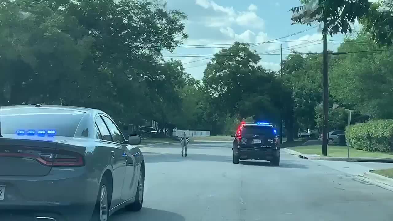 Zebra airlifted after leading cops on chase through TX city | Charlotte ...