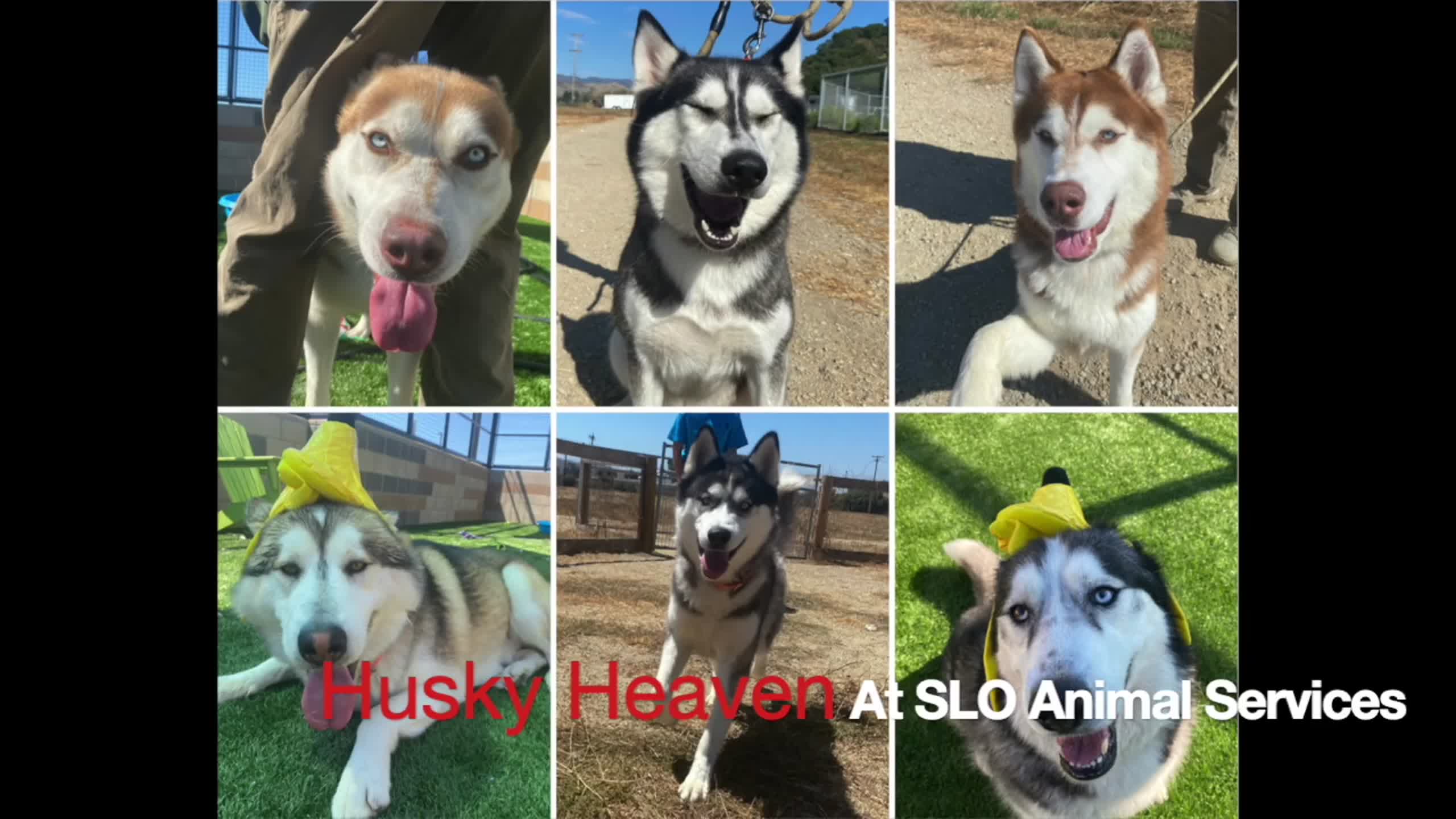 SLO County pet adoption: Husky dogs available now | San Luis Obispo Tribune