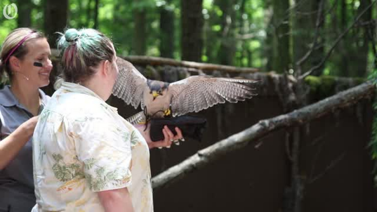 The Raptor Show | Biloxi Sun Herald