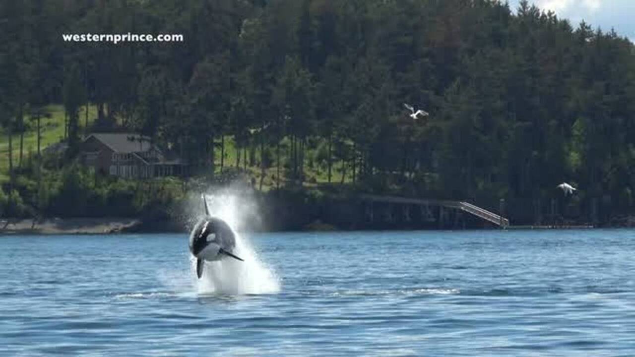 A killer whale mom teaches her calves how to hunt | Bellingham Herald
