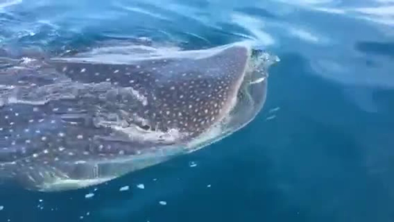 Mote Marine scientists tag two whale sharks for research | Bradenton Herald