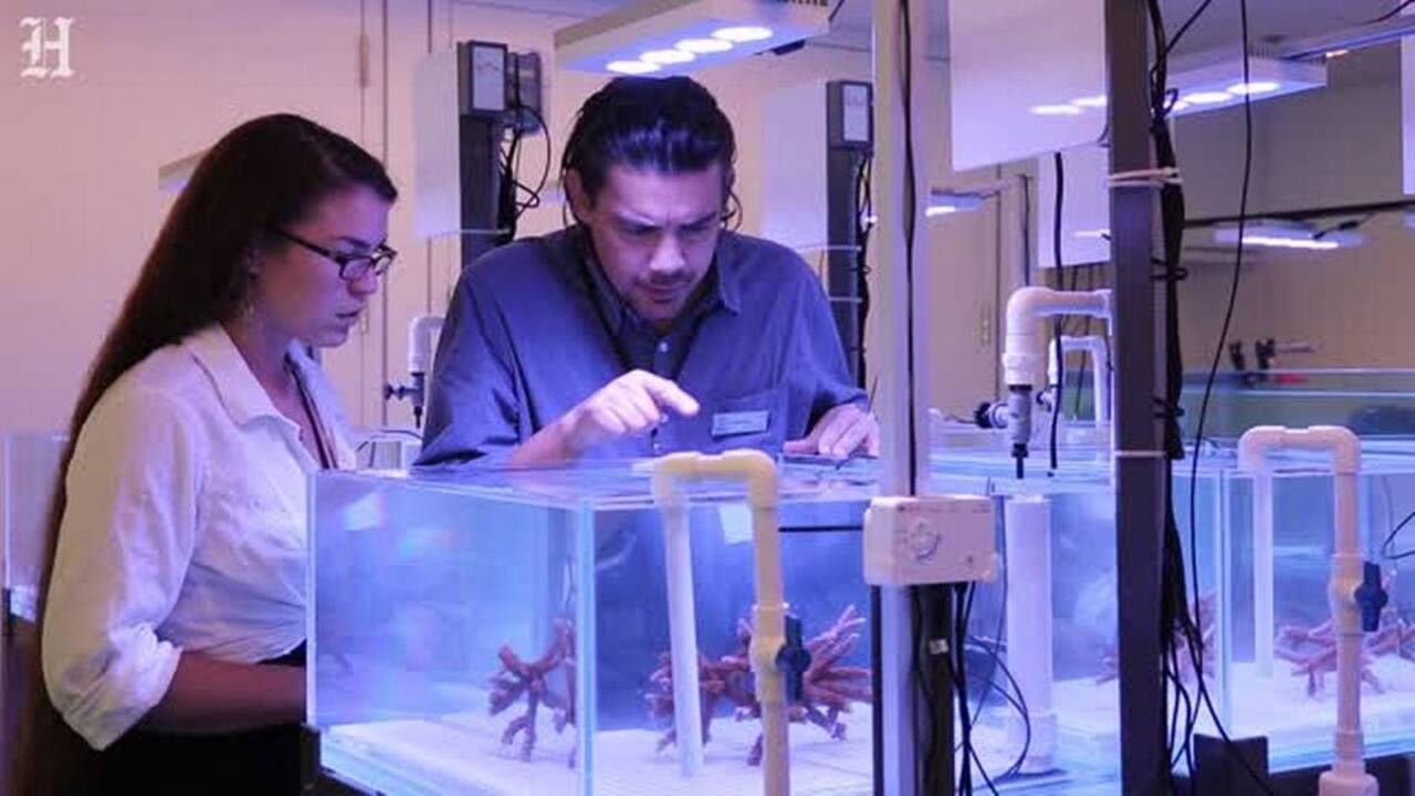 One-of-a-kind lab designed to help coral fight for their lives | Miami ...