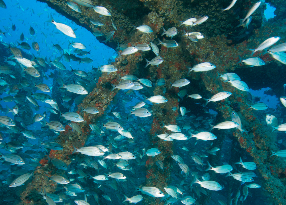 North Carolina reefs host tropical marine life | Charlotte Observer