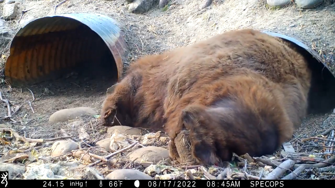 Watch black bear crawl into culvert pipe to beat the heat in South Lake ...