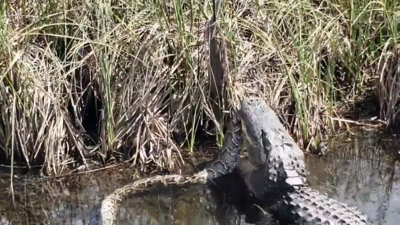 Alligator vs. python at Shark Valley Florida | Miami Herald