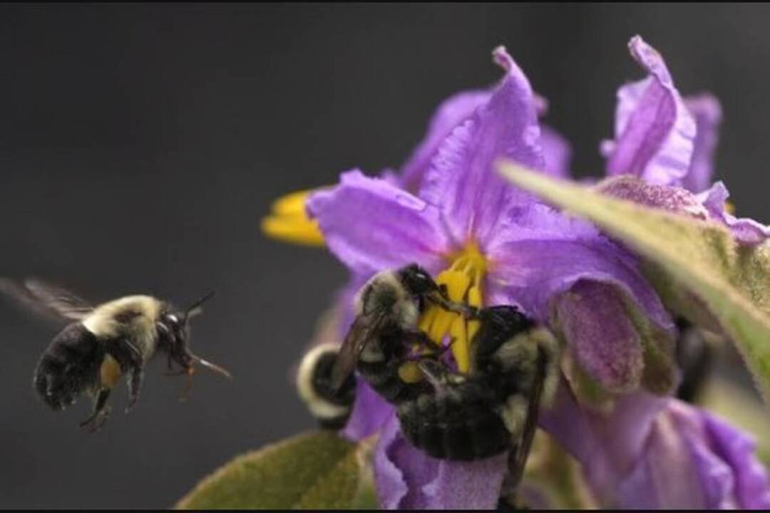 Why do bees buzz? | Miami Herald