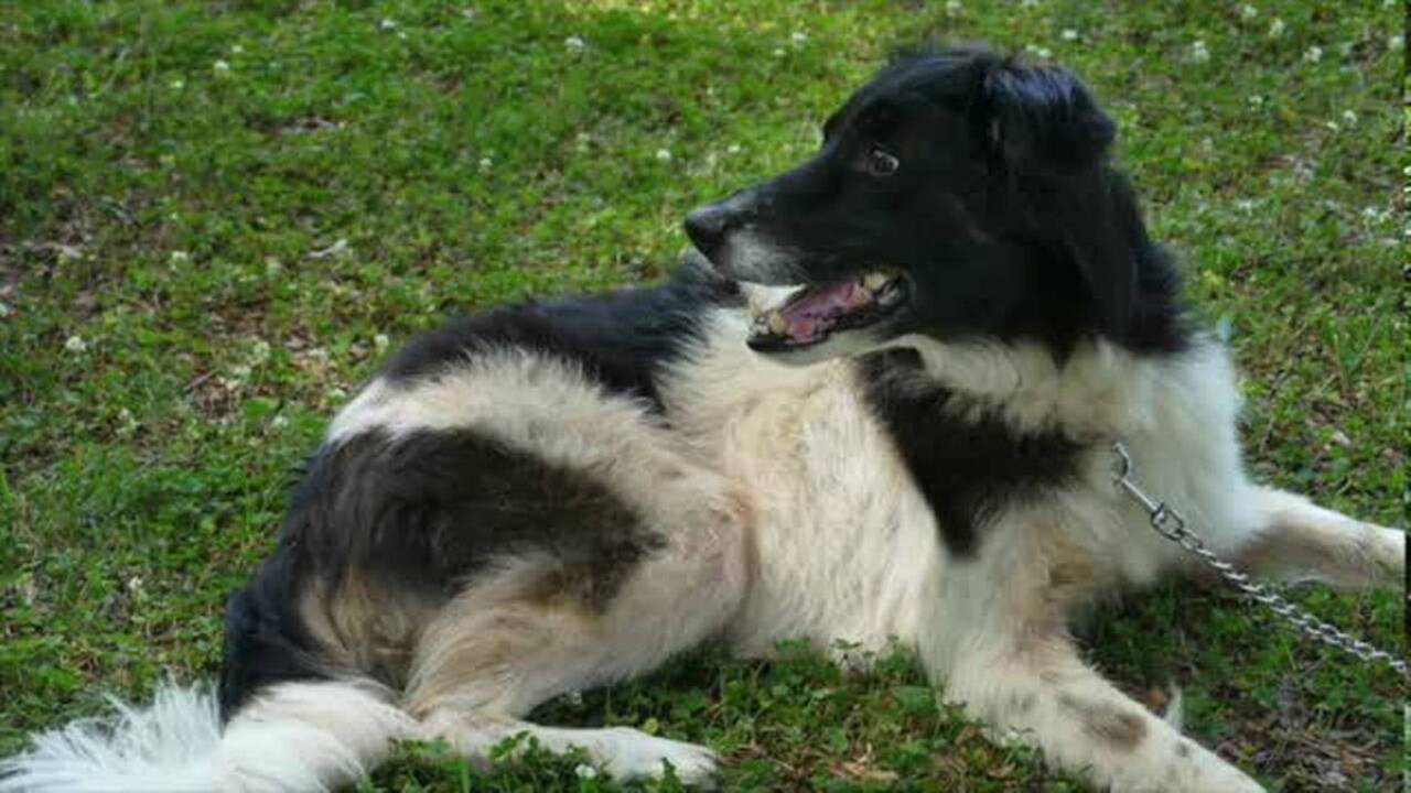 Marvin the dog returns home after 10 years | Raleigh News & Observer