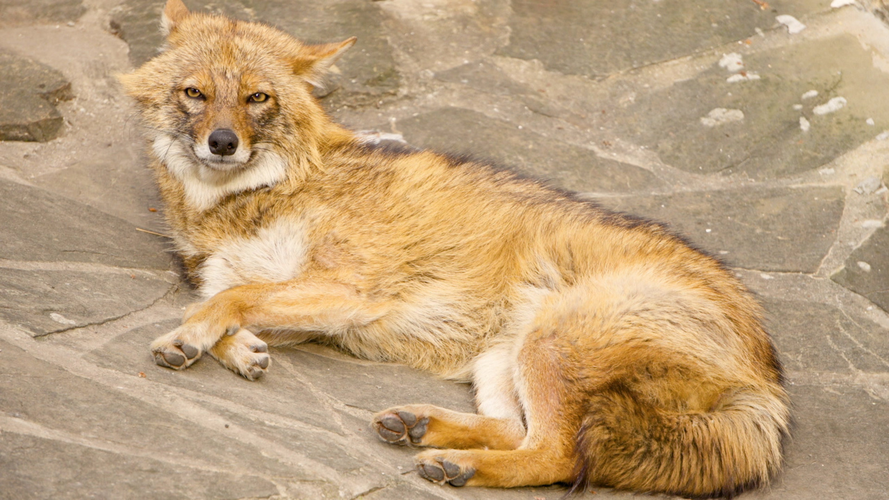 Resident afraid coyote sightings increase on Hilton Head, SC | Hilton ...