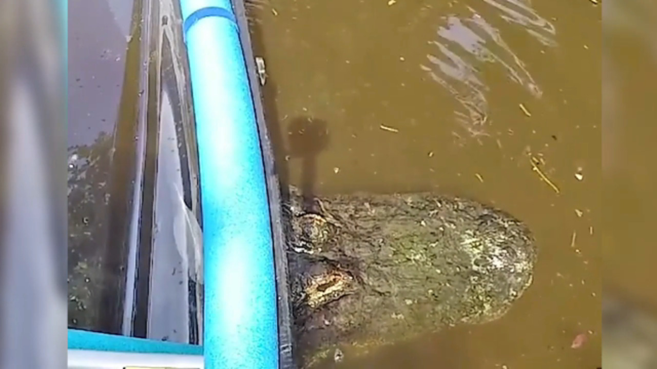 Florida boater gets canoe stuck on alligator's back | Miami Herald