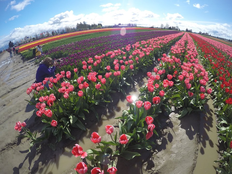Traffic tips for travelers to Skagit Valley Tulip Festival this spring ...