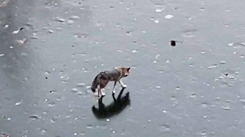 Trending Now Weather Videos | AccuWeather