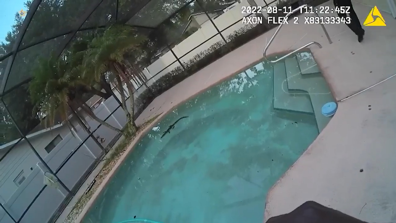 Florida deputies find alligator at bottom of pool | Miami Herald