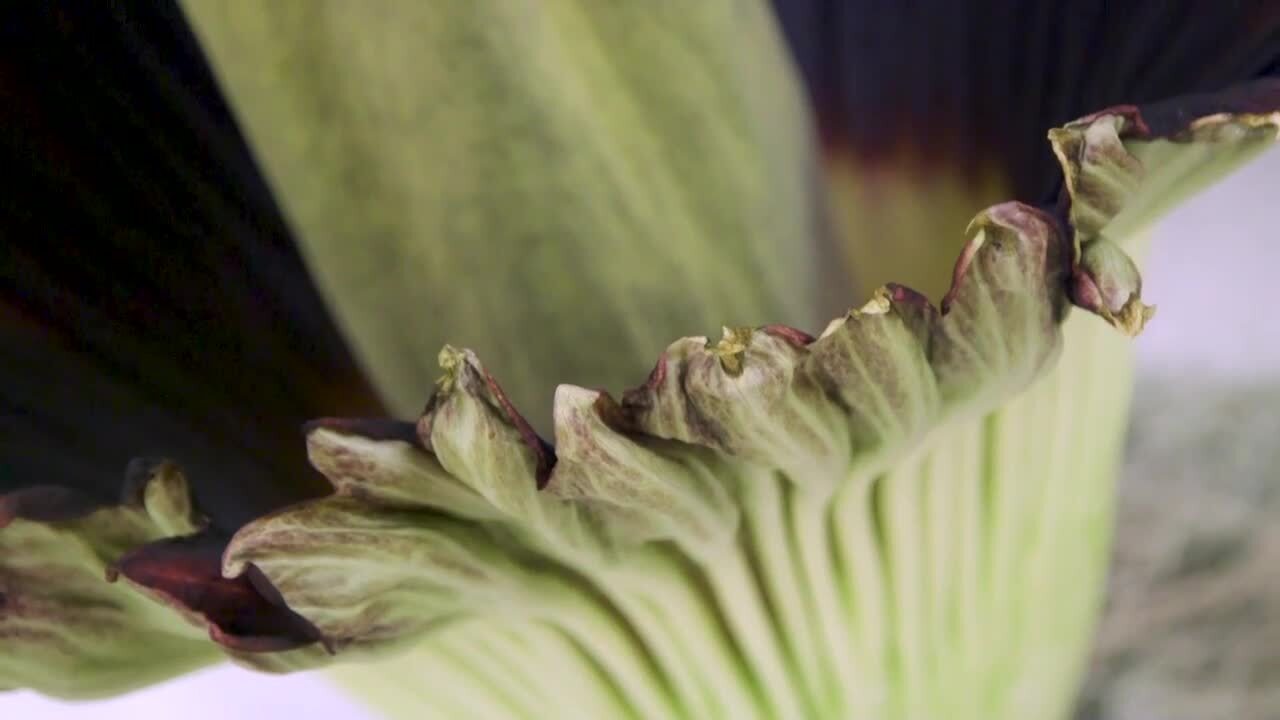 Watch people react to smelly Corpse Flower in Sacramento | The State