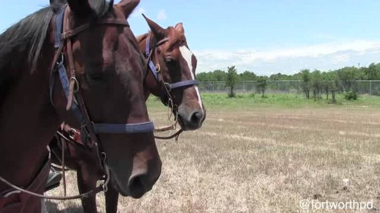 Horse'n around with the FWPD mounted patrol | Fort Worth Star-Telegram