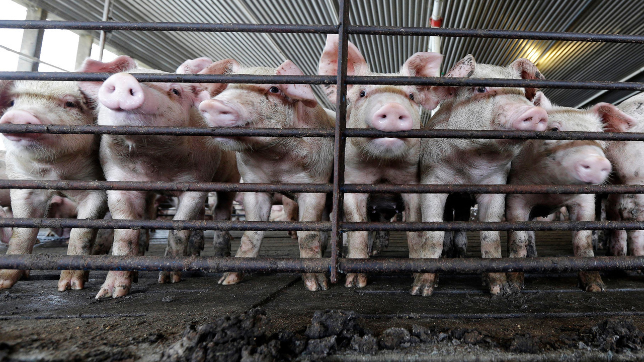 Hog farm neighbors win $50 million verdict in nuisance lawsuit ...