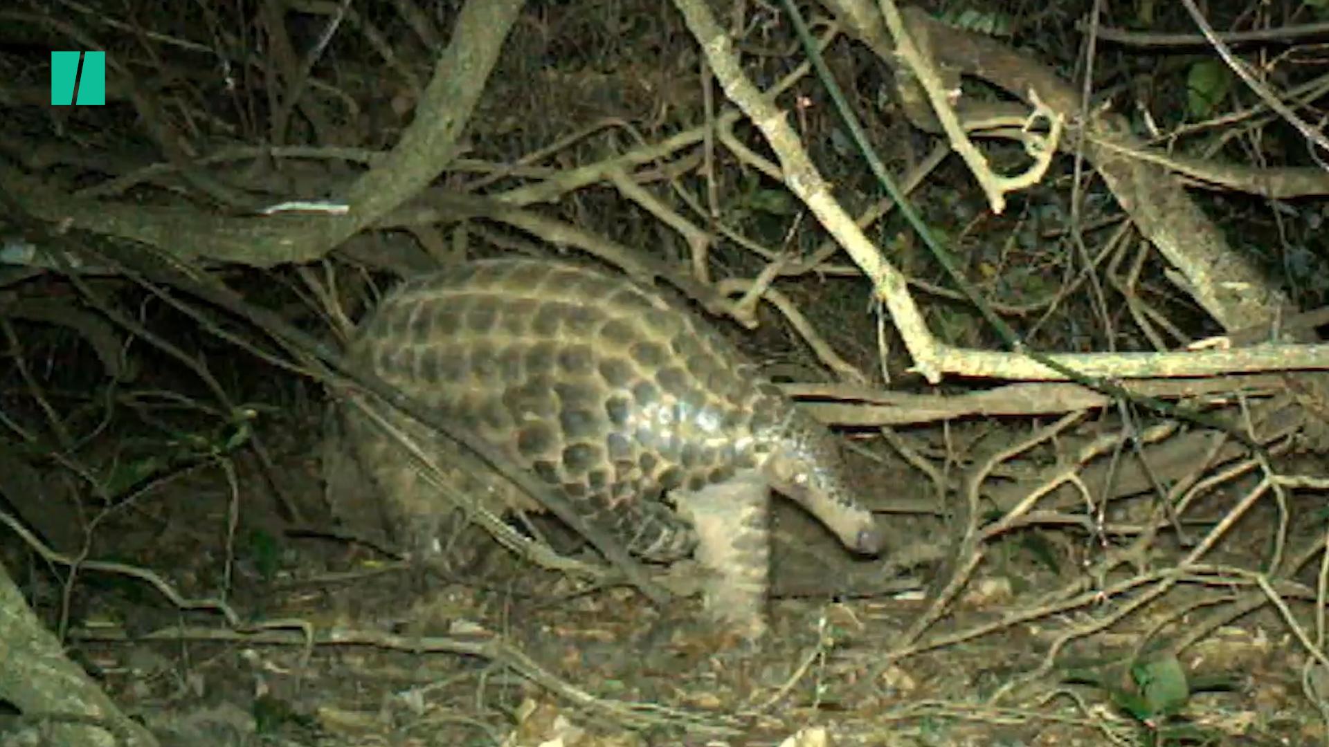 1st Baby Pangolin In Europe Born In Prague Zoo | HuffPost Impact