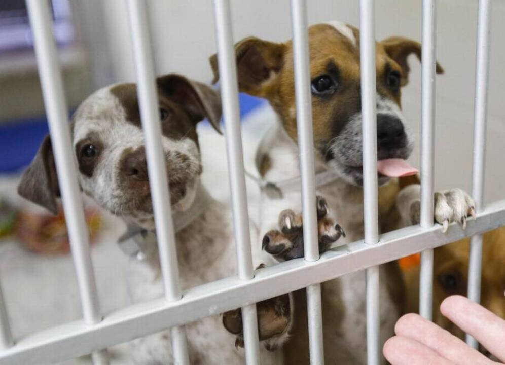 Woods Humane Society welcomes animals displaced by Hurricane Harvey ...