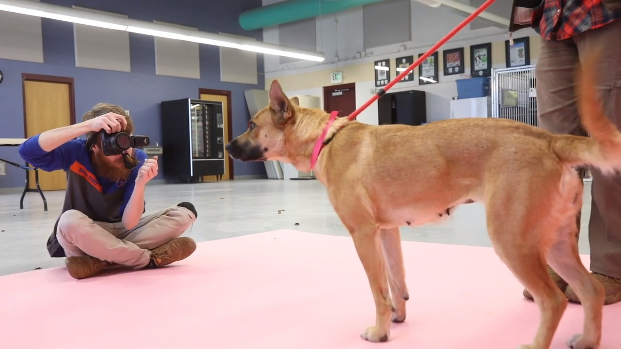 Idaho Humane Society photographer: portraits for adoption | Idaho Statesman