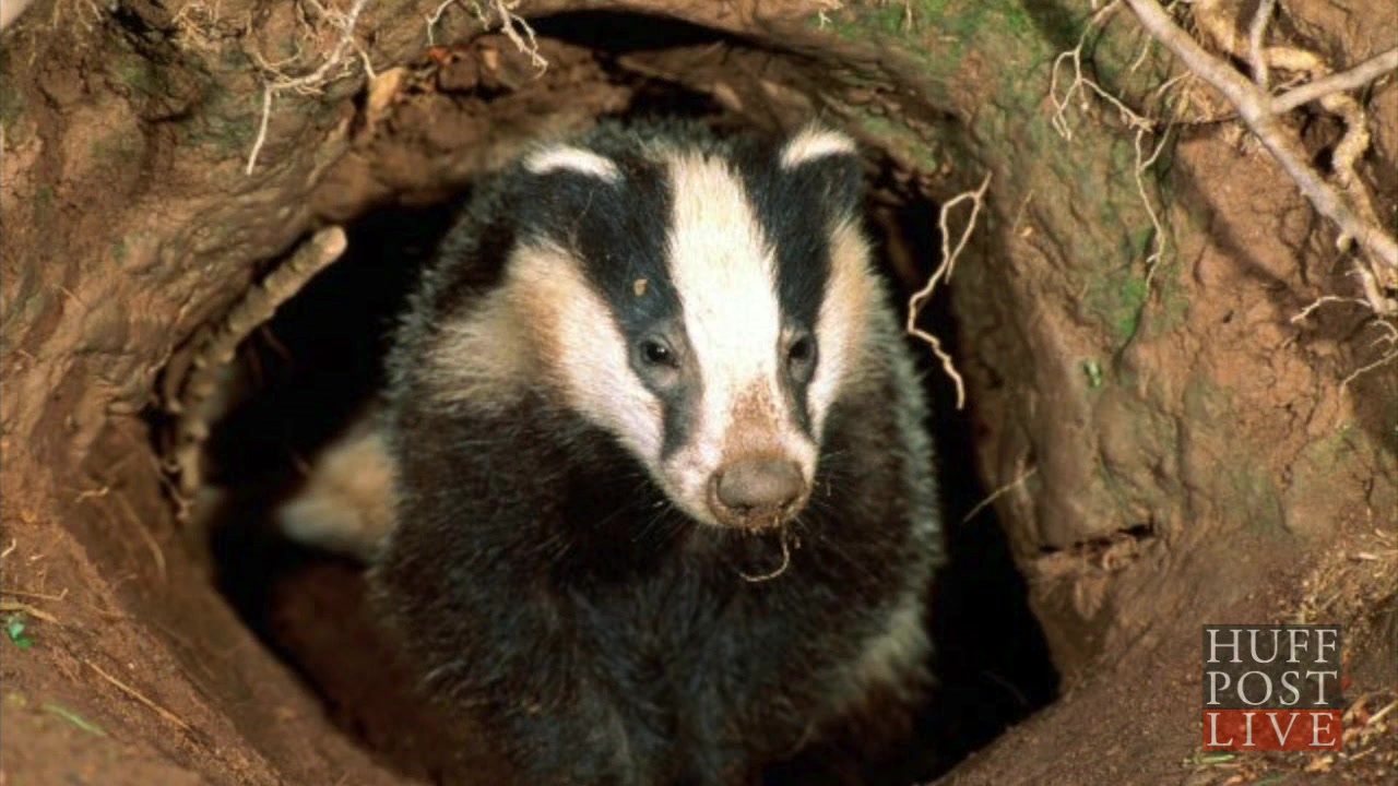 Badger Unearths Medieval Graves | HuffPost Videos