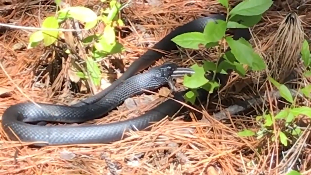 National Park Service video shows black snake eating mystery animal ...