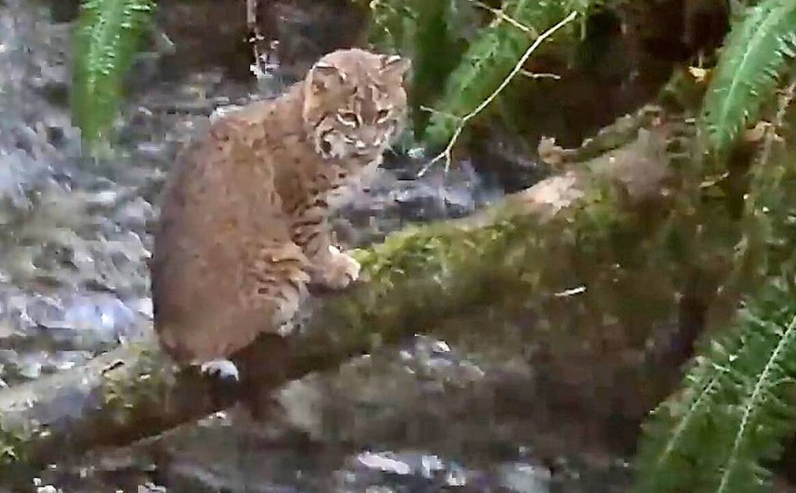 Watch a bobcat fishing for salmon | Idaho Statesman
