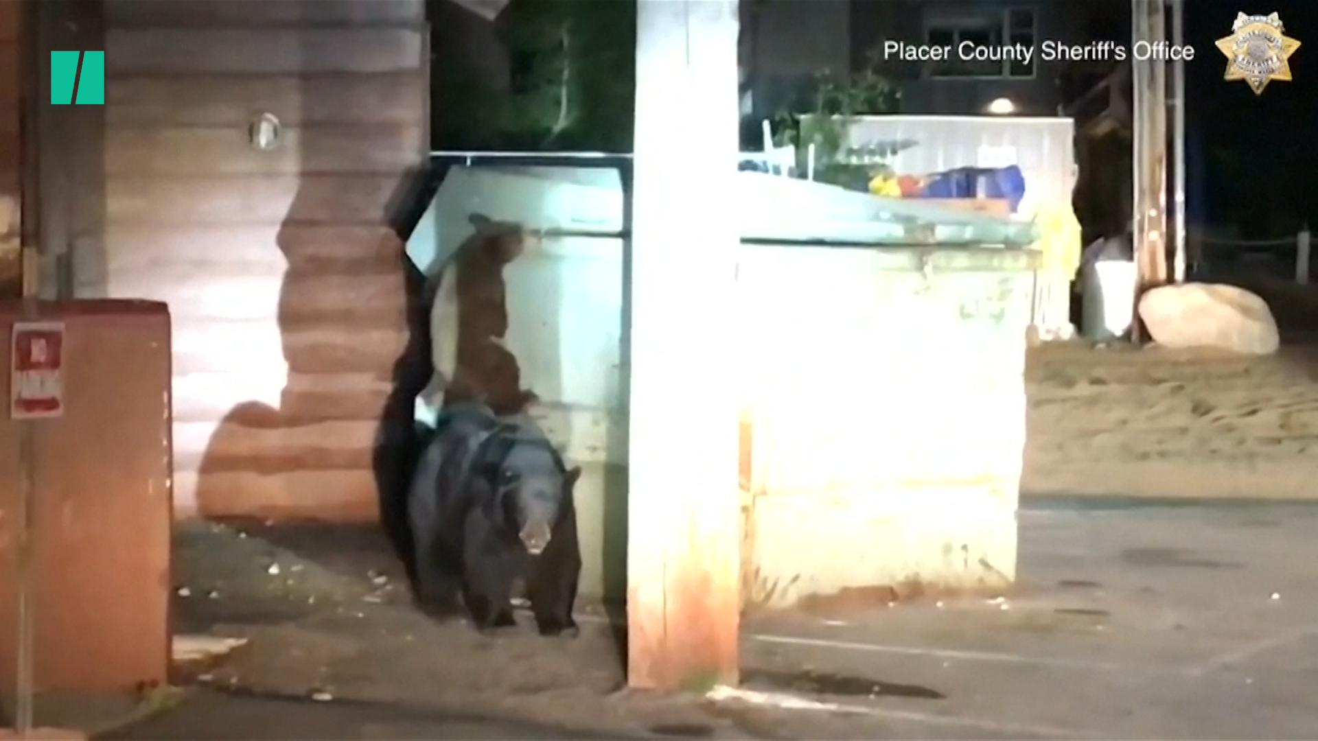 Emaciated Grizzly Bears Are Heartbreaking Victims Of Climate Change ...