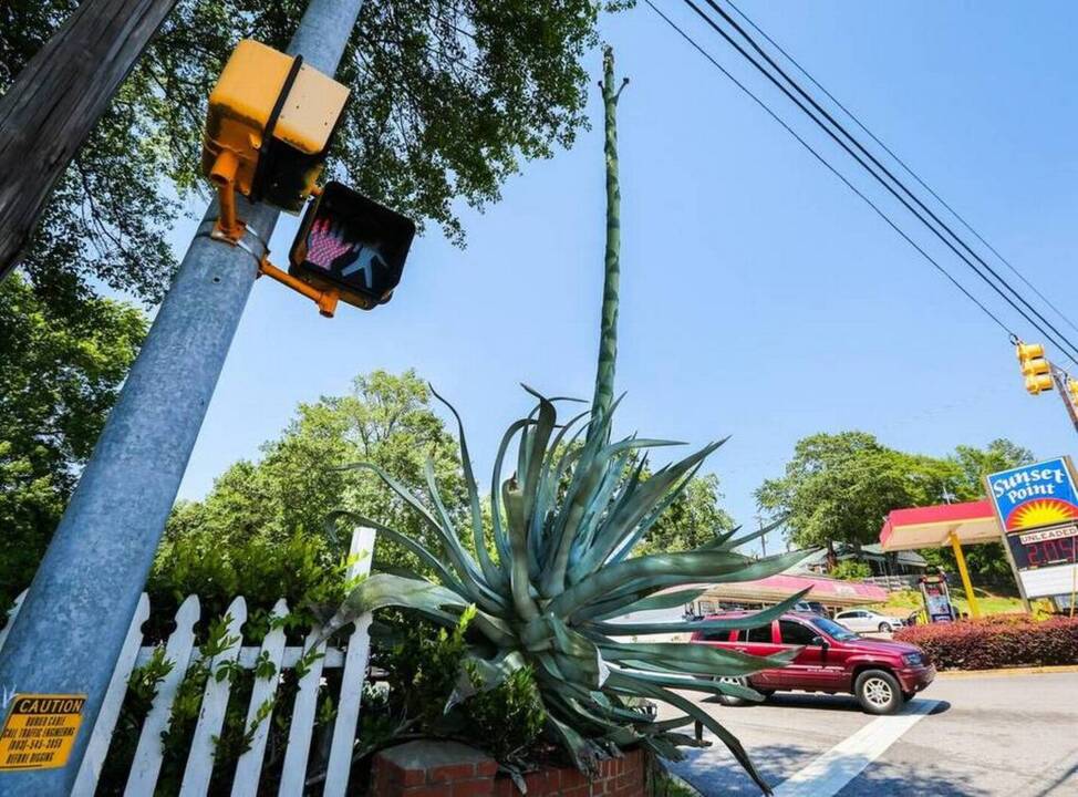Thomas Williams finds out he owns a mysterious century plant | Raleigh ...