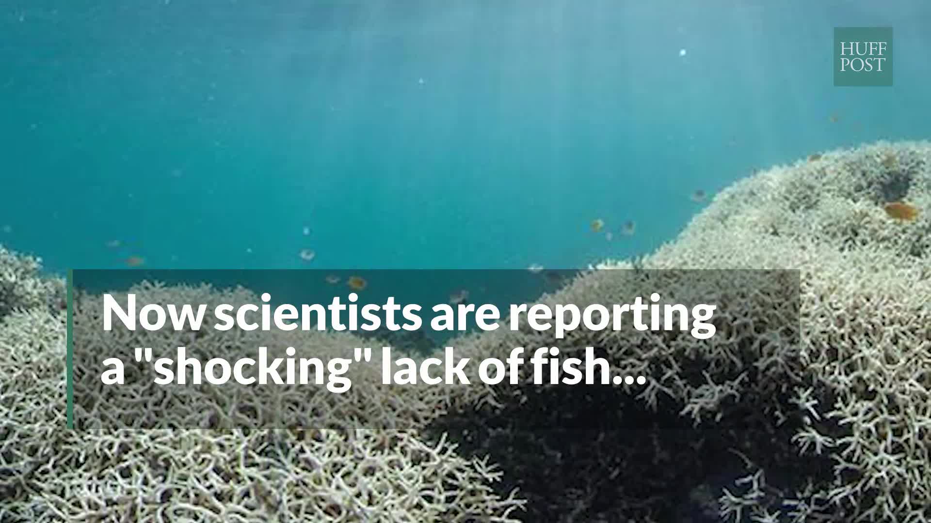 Sections Of The Great Barrier Reef Are Suffering 'Complete Ecosystem ...
