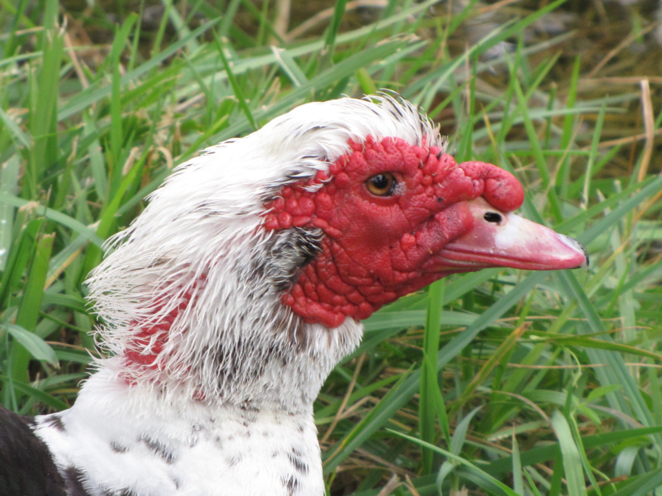 Residents say someone is stealing their ducks | Miami Herald
