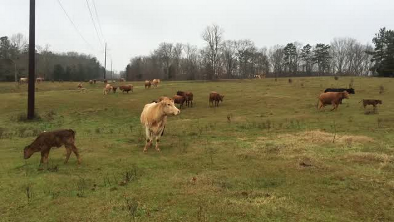 West Ridge Farm raises grass fed cattle | The State