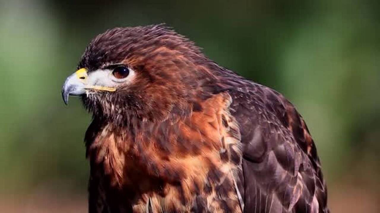 Protecting Hawks in South Carolina | The State