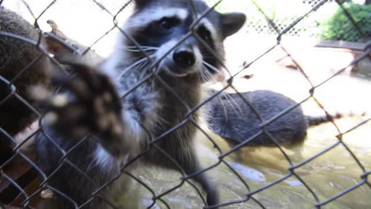 Keeping animals cool at the Applegate Park Zoo | Merced Sun-Star