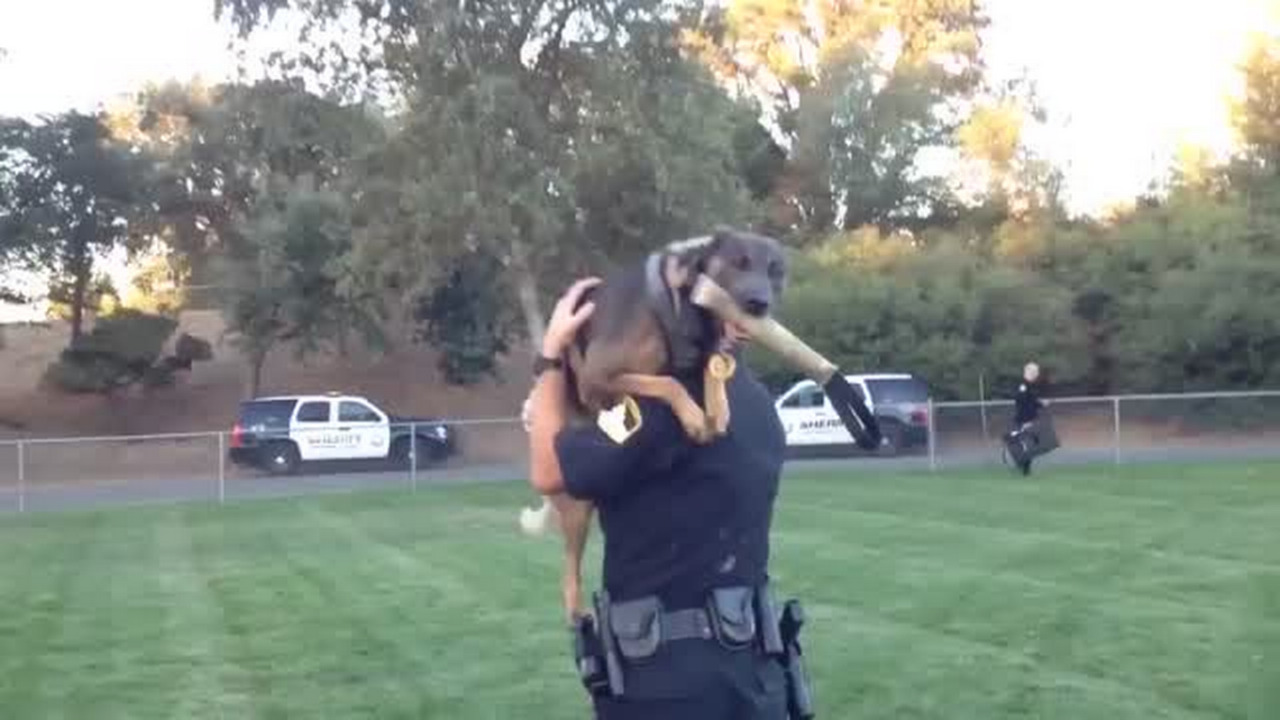 Video: Sacramento County Sheriff's K9 Drake and partner add fun to ...
