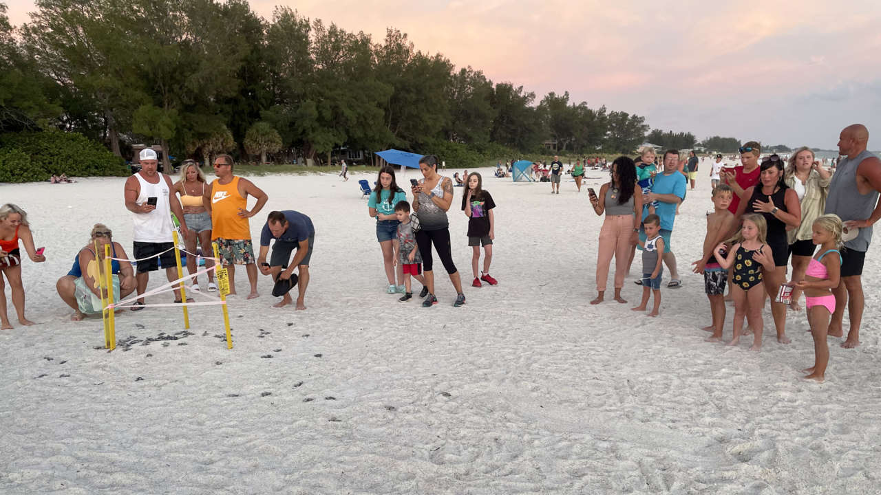 Watch dozens of baby sea turtles hatch on Anna Maria Island | Bradenton ...
