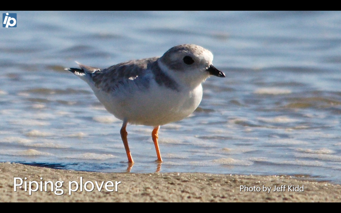 Migratory birds that vacation in the Lowcountry | Hilton Head Island Packet