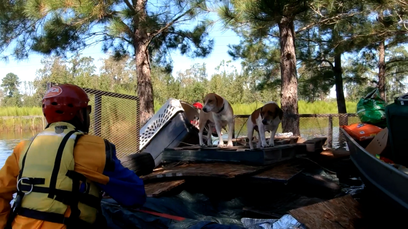 Minneapolis, MN Tree Pollen Allergen Forecast | AccuWeather