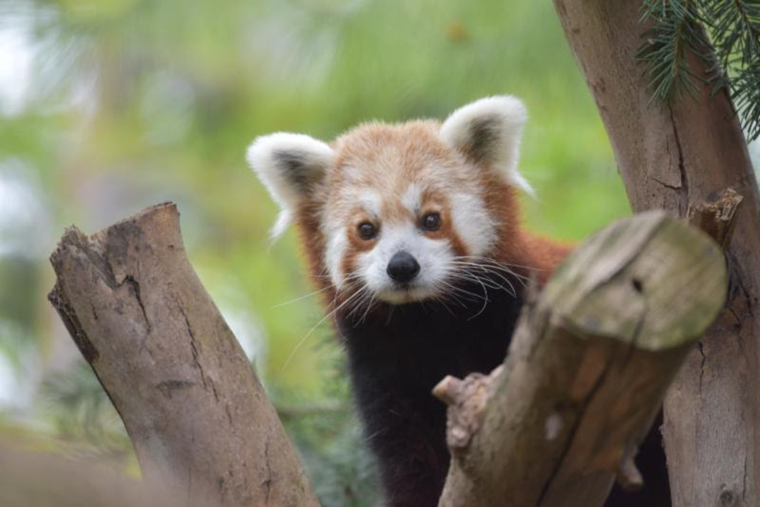 Red panda pregnancy confirmation | Sacramento Bee