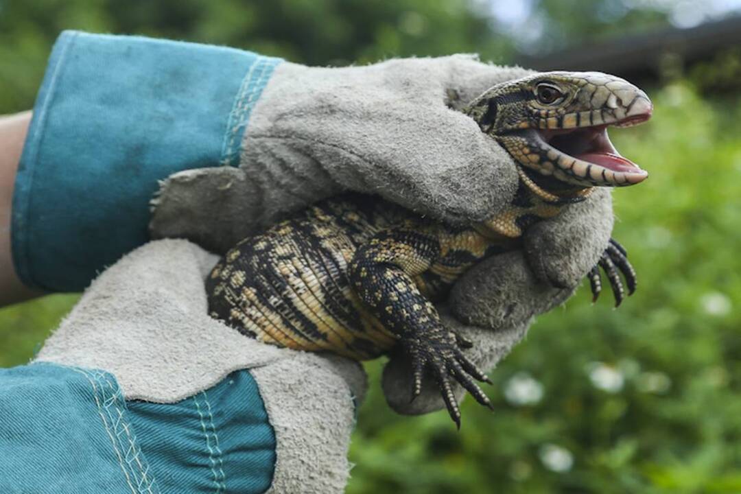 Argentinian Tegu lizards trapped in South Dade | Miami Herald