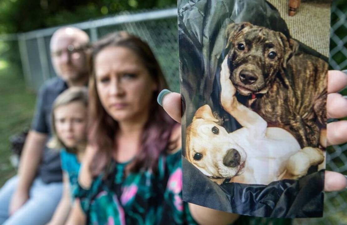 Madison County IL animal control euthanizes pit bull dogs | Macon Telegraph