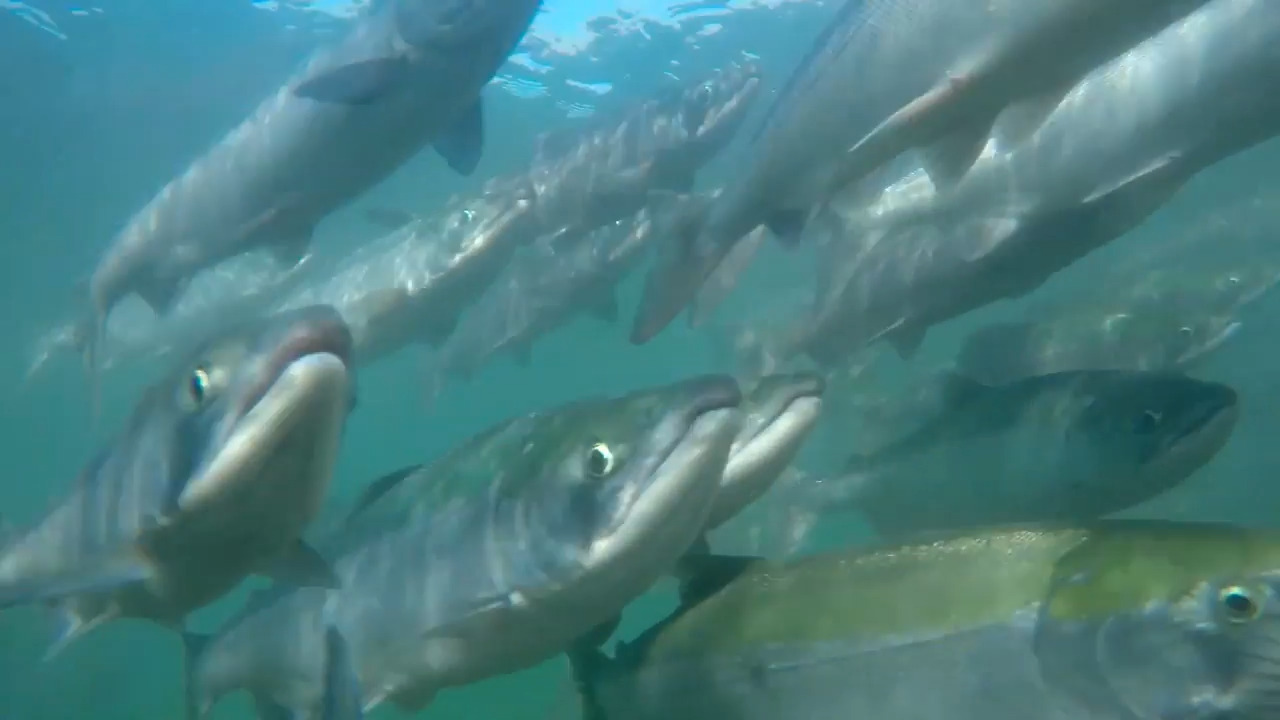 HydroPASSAGE is PNNL research project finding solutions to improve ...