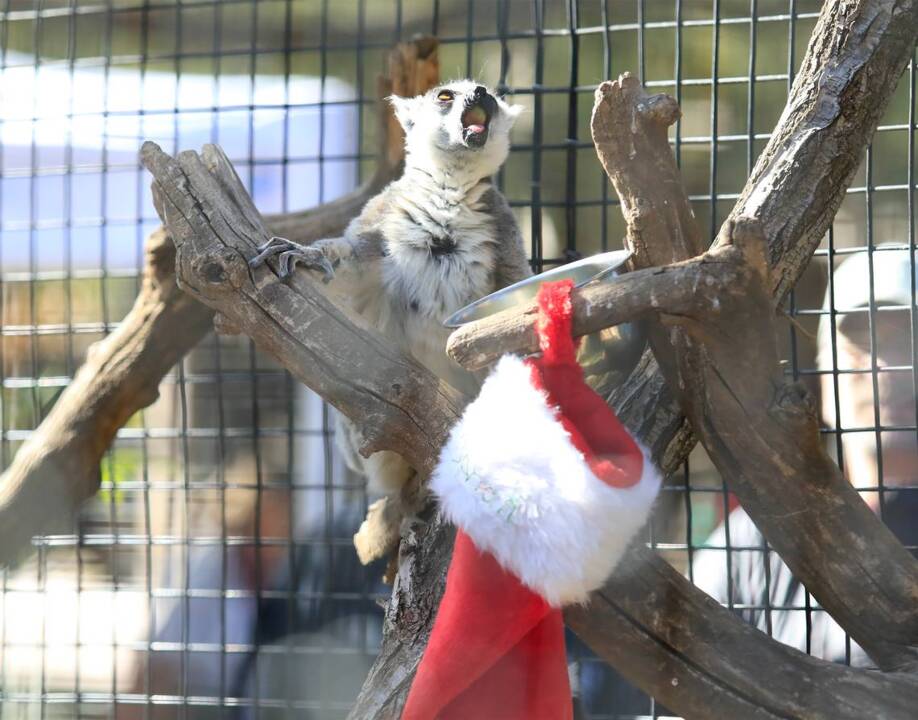 Animals get holiday gifts at Charles Paddock Zoo, Atascadero | Biloxi ...