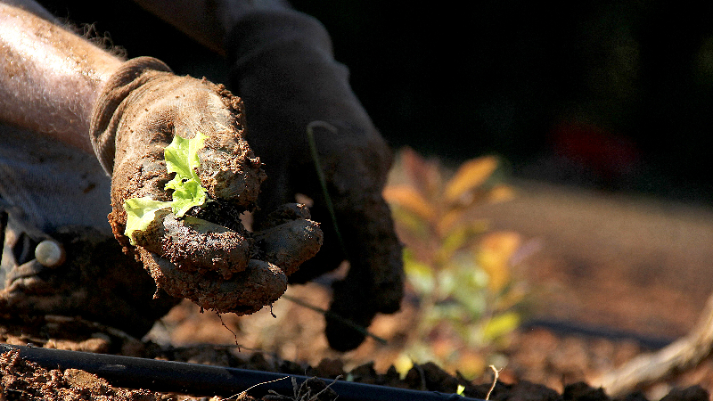 Orange County farm expands to grow more food for children | Raleigh ...