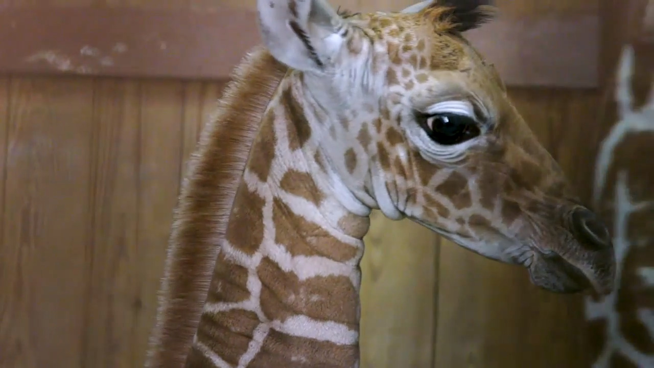 Memphis Zoo names new giraffe Ja Raffe after NBA star Ja Morant ...