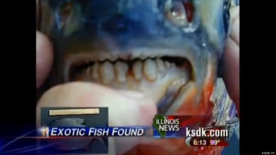 Testicle-Eating Fish, Caught In Passaic, New Jersey | HuffPost Videos